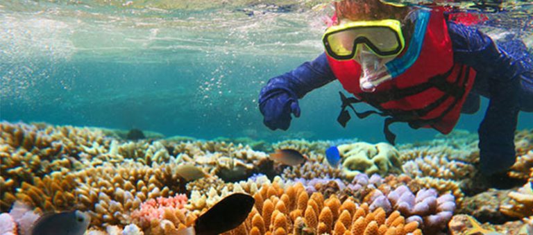 Stinger Season in the Great Barrier Reef - Down Under Tours | Down ...